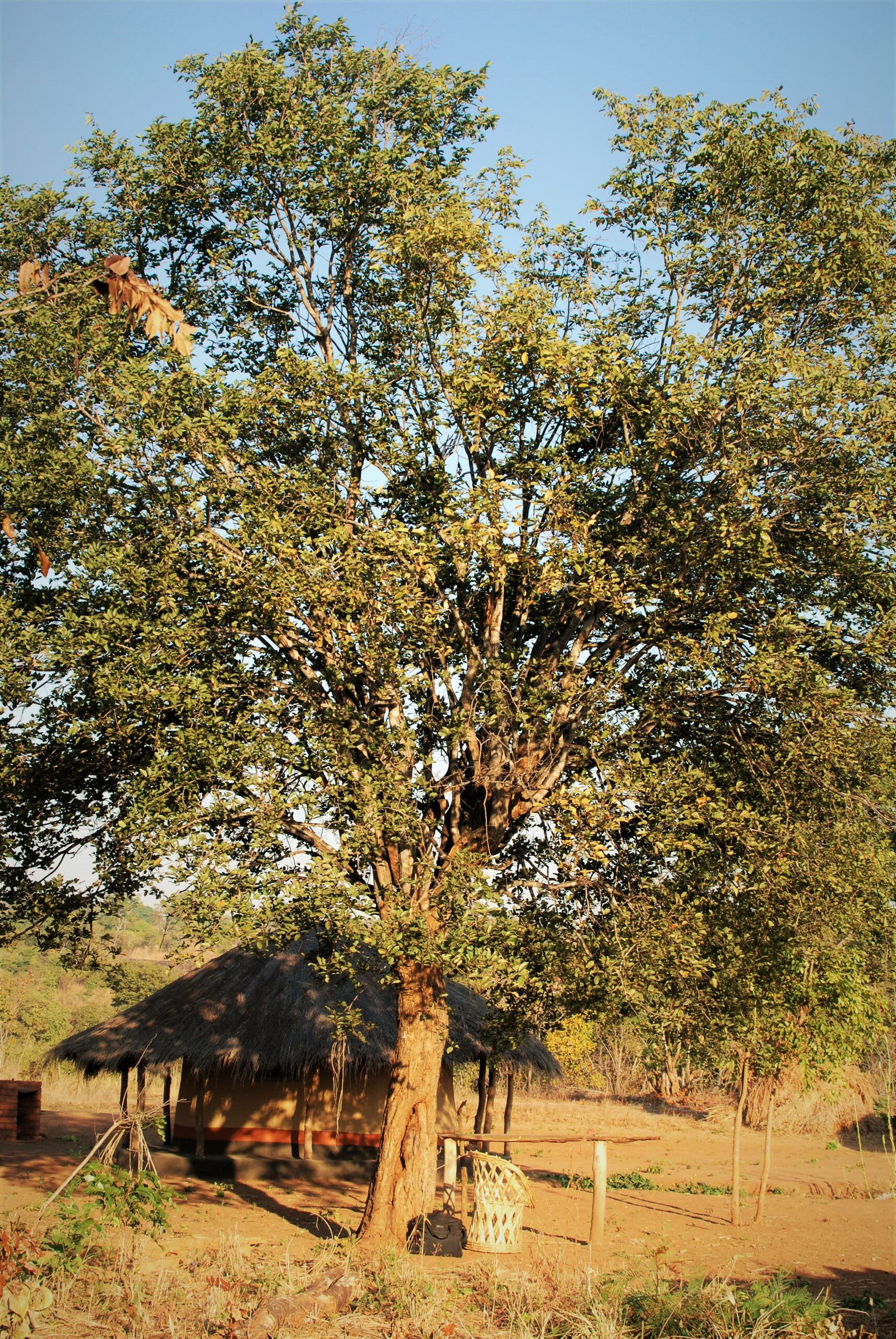 Book Review – The Zwangendaba Mpezeni Ngoni: History and Migrations ...